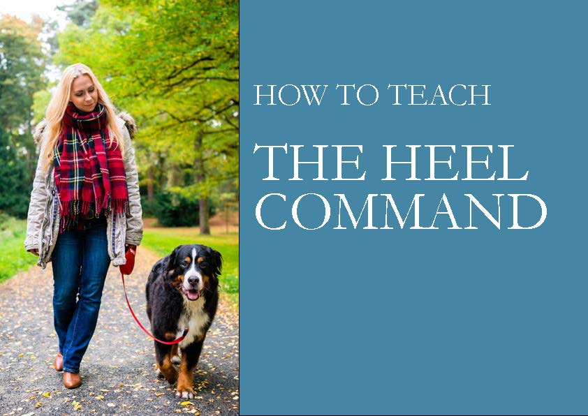 The Heel Command – Victorian Dog Training Academy (VDTA) in Melbourne ...